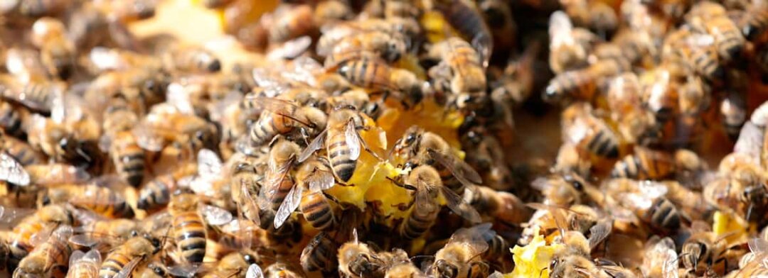 Herzlich willkommen bei Imkerei Tietjen